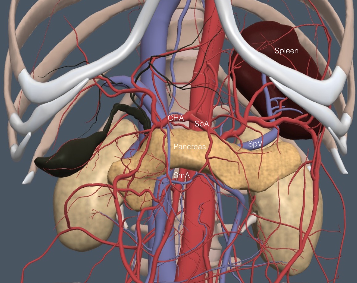 Human Body Diagram Spleen Human Body Anatomy
